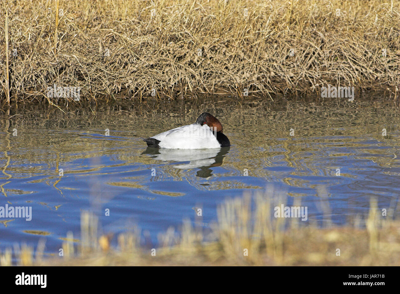 Canvasback Aythya valisineria male swimming on irrigation channel ...