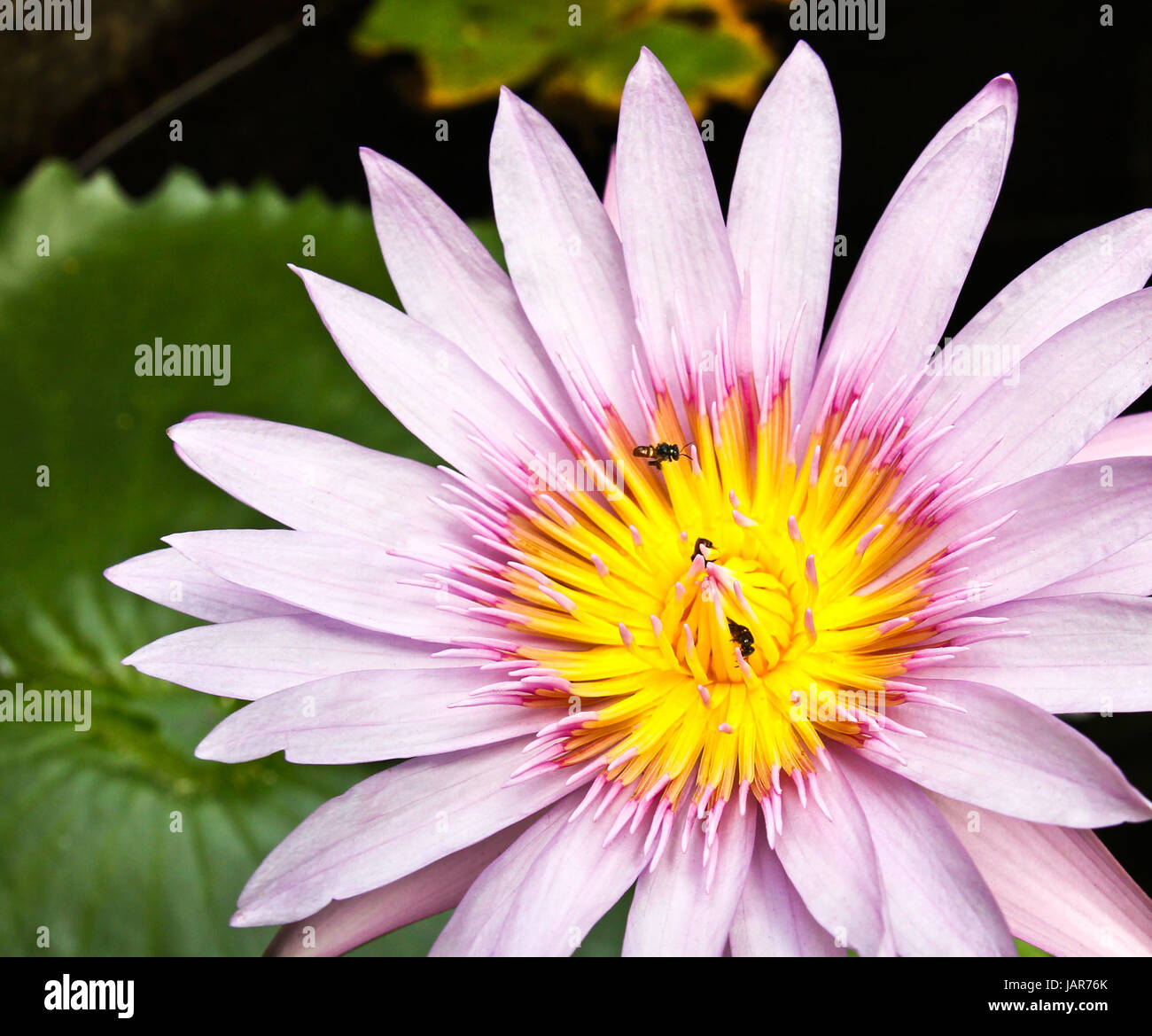 Pink tropical lotus Stock Photo - Alamy