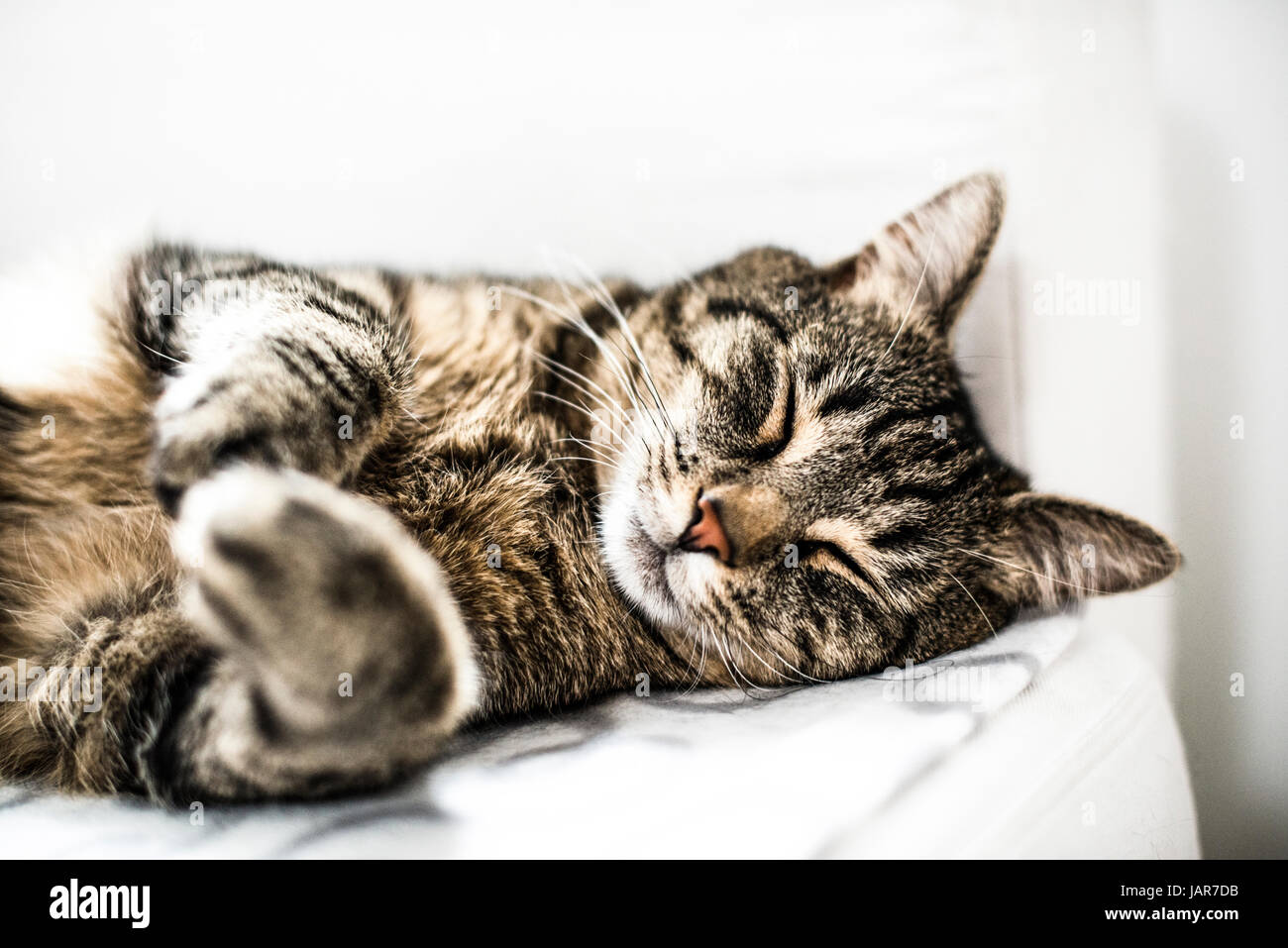 Domestic cat sleeping on a sofa at home Stock Photo - Alamy