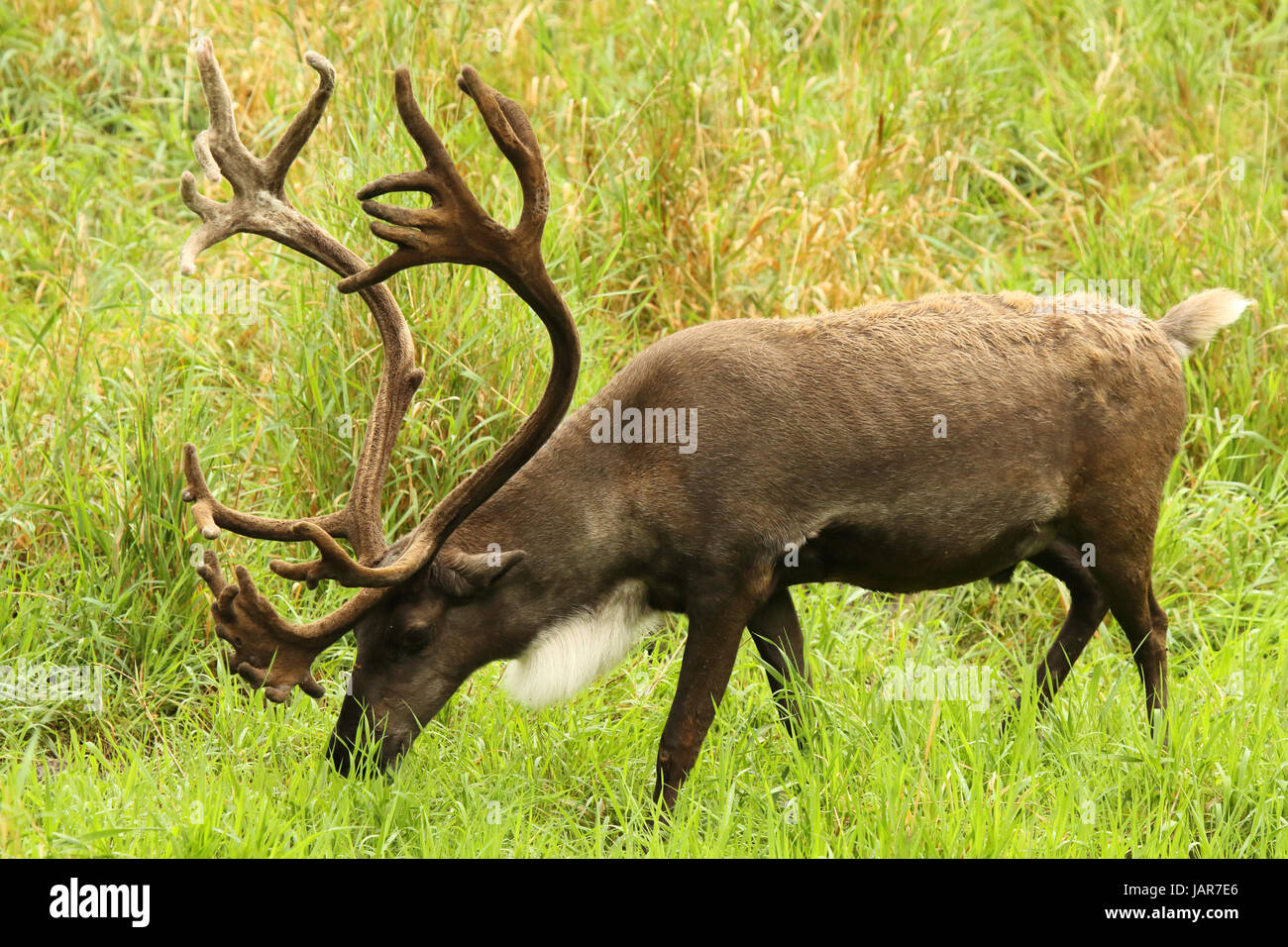 Caribou Animal Eating