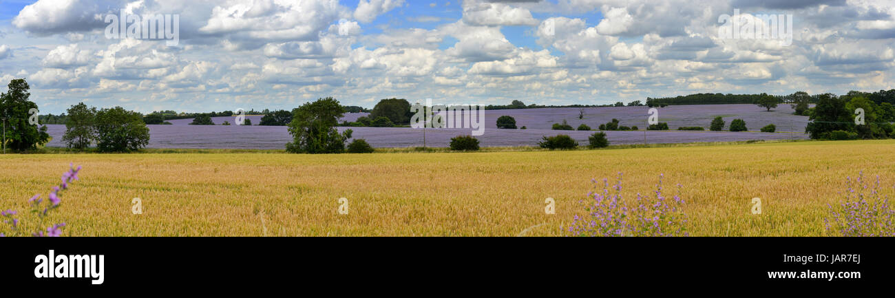 Rural Panorama looking north from the B1256 between Rayne and Braintree ...