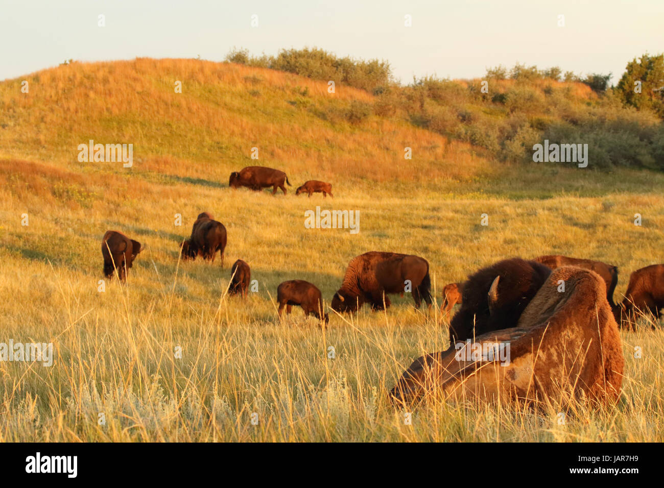 An buffalo bull looking our over the herd at dawn in the Badlands Stock ...