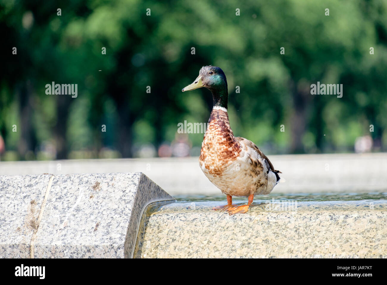 Birds ponds portraits with color with wings sea outdoors hi-res stock ...