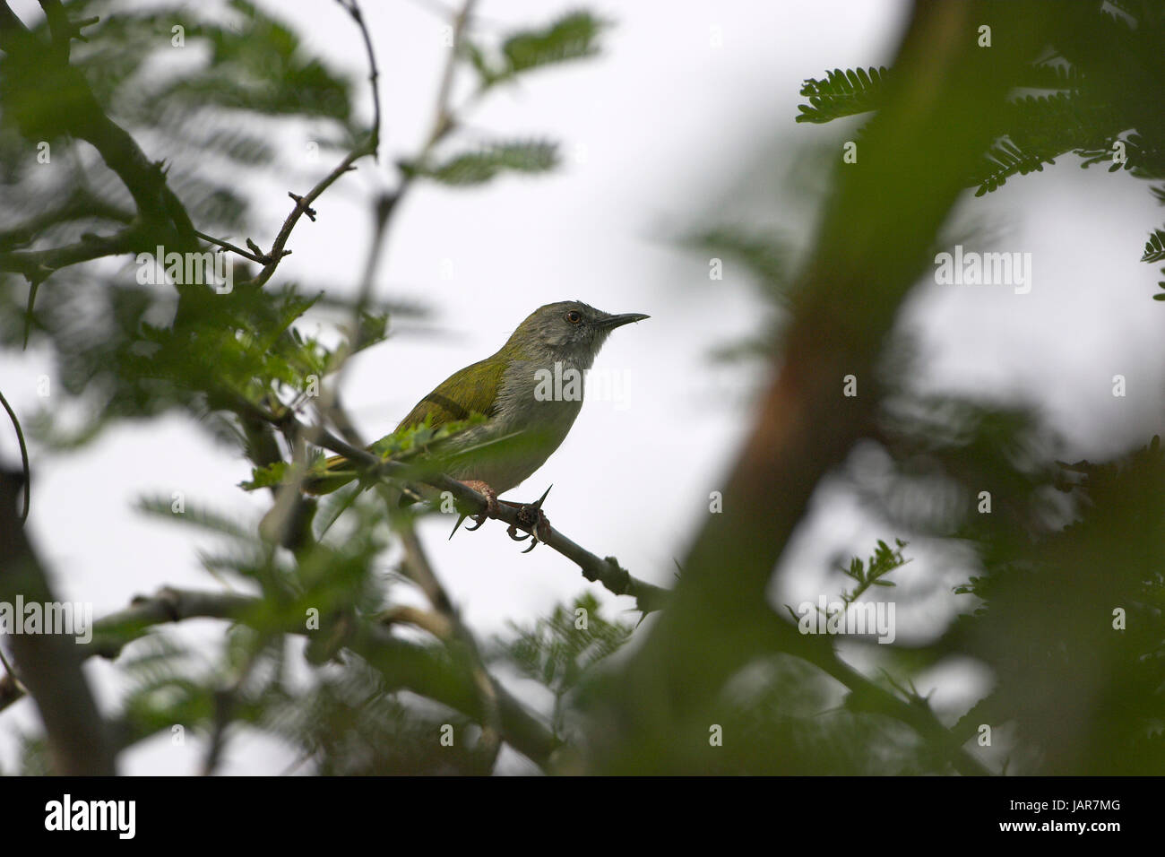 Camaroptera Brachyura High Resolution Stock Photography and Images - Alamy