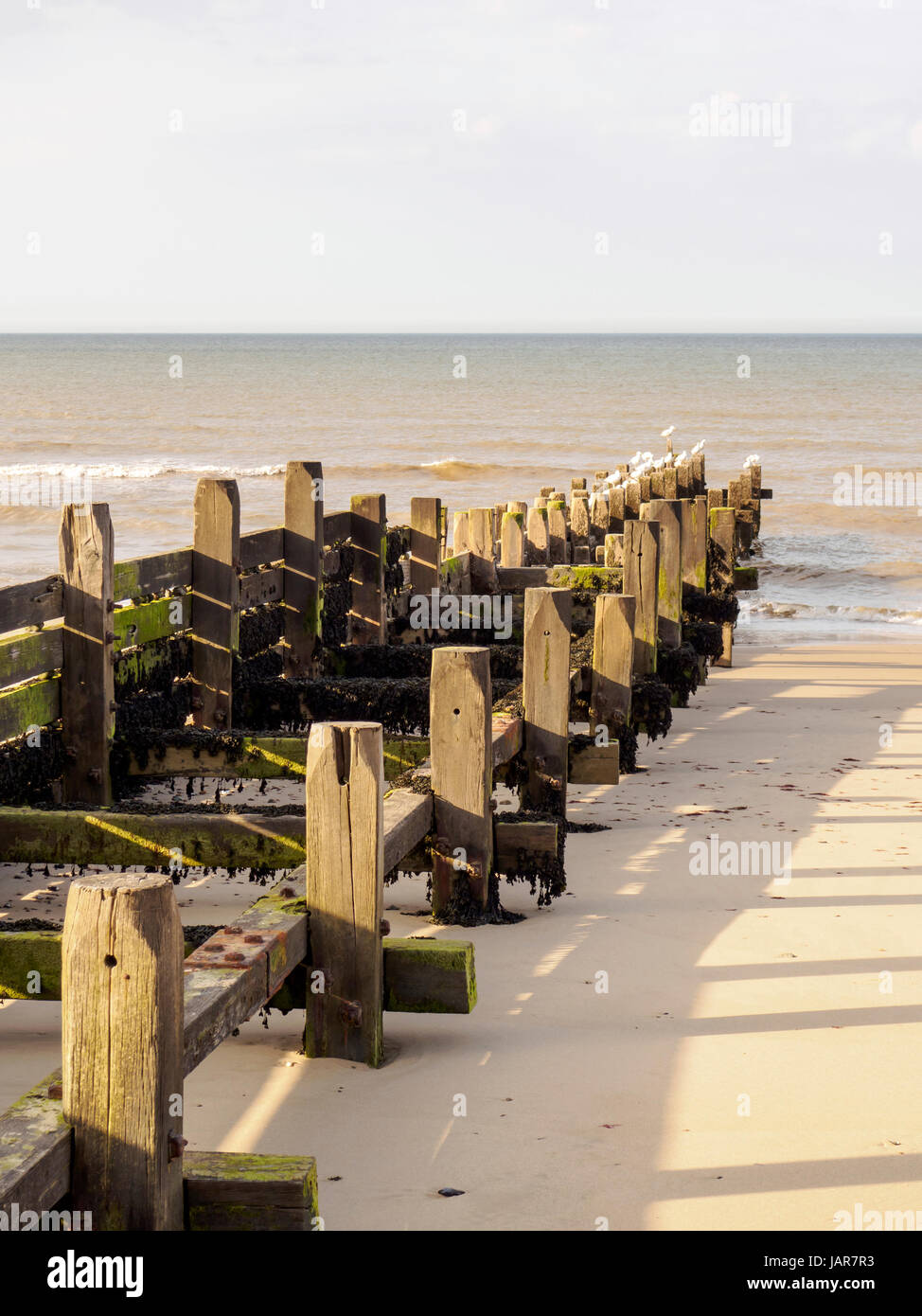 Timber groyne on sandy beach hi-res stock photography and images - Alamy