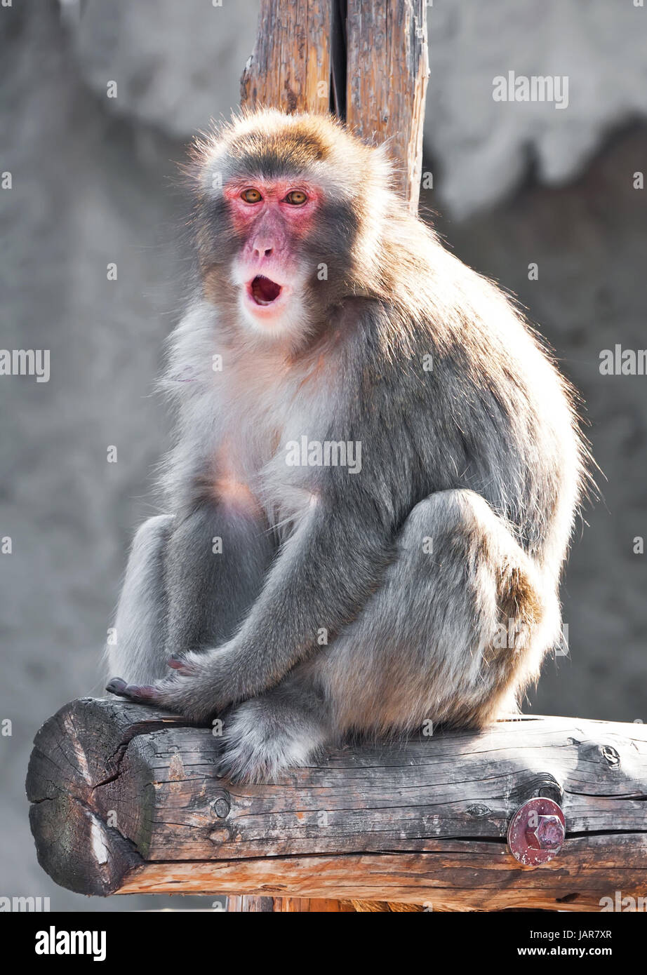 Angry male Japanese macaque looking aggressive Stock Photo - Alamy