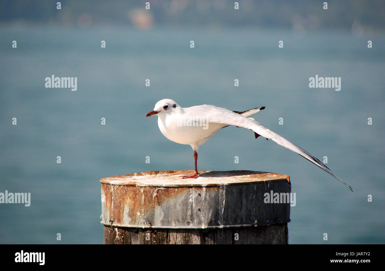 seagull sitting on a leg Stock Photo - Alamy
