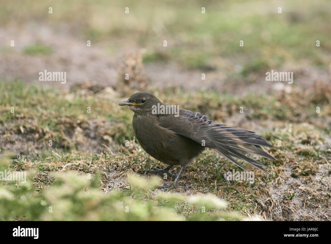 Blackish cinclodes Cinclodes antarcticus antarcticus Falkland Islands Stock Photo - Alamy