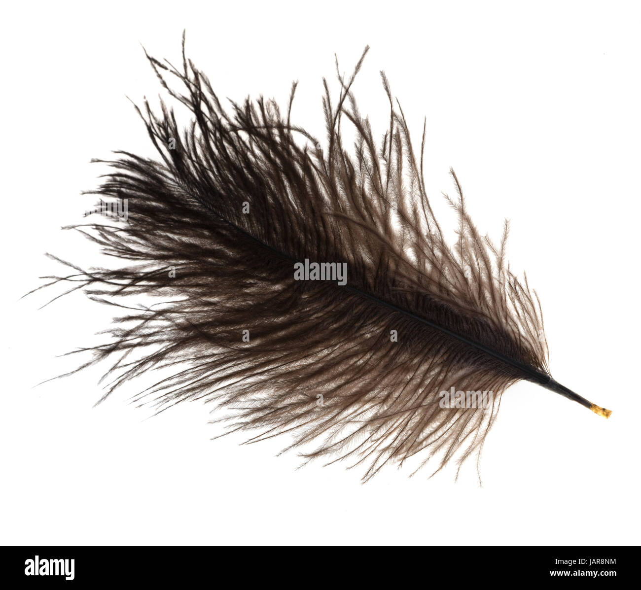 furry ostrich feather on white background close up Stock Photo - Alamy