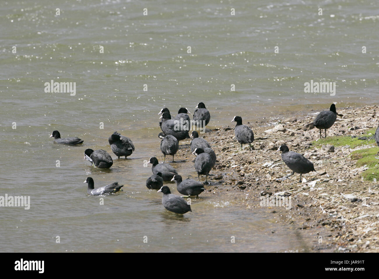 Eurasian coot Fulica atra preening Stock Photo - Alamy