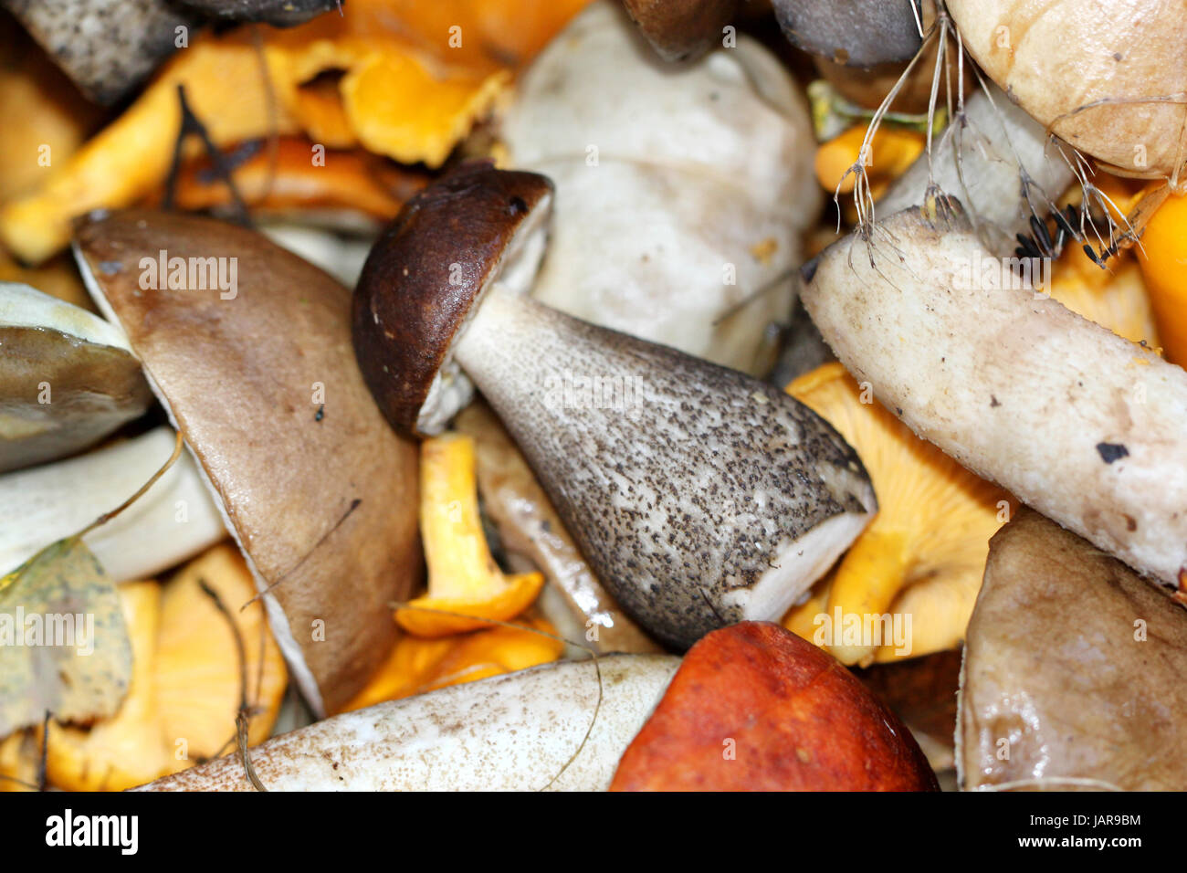 White boletus mushrooms and chanterelles Stock Photo - Alamy
