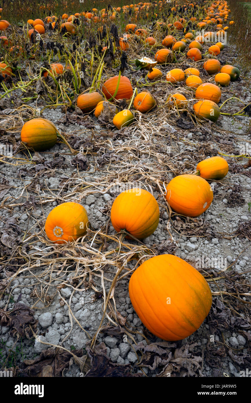 A farm field ready for harvest in Autumn Stock Photo - Alamy