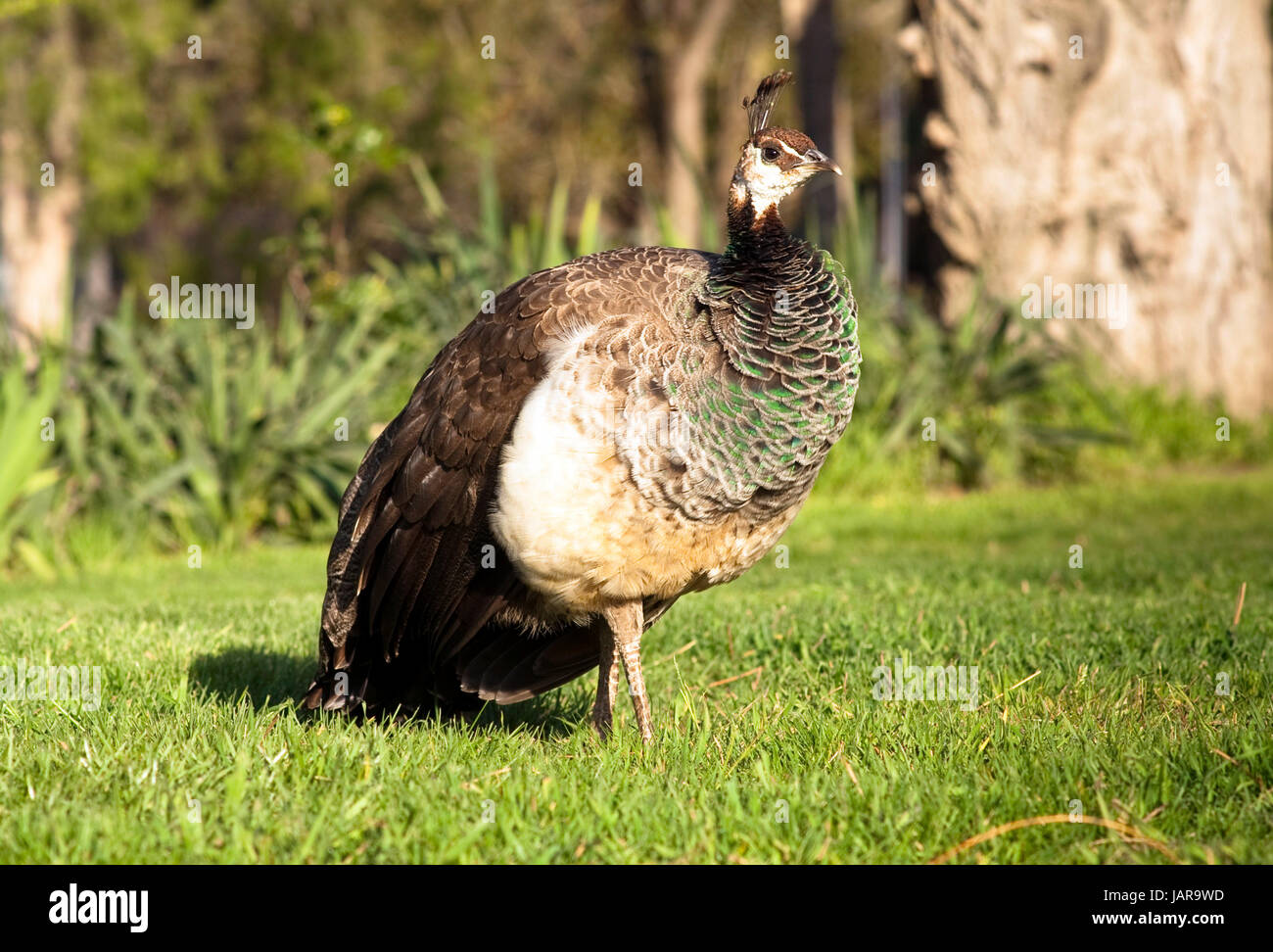 Peahen female bird standing alone in the sunshine Stock Photo - Alamy