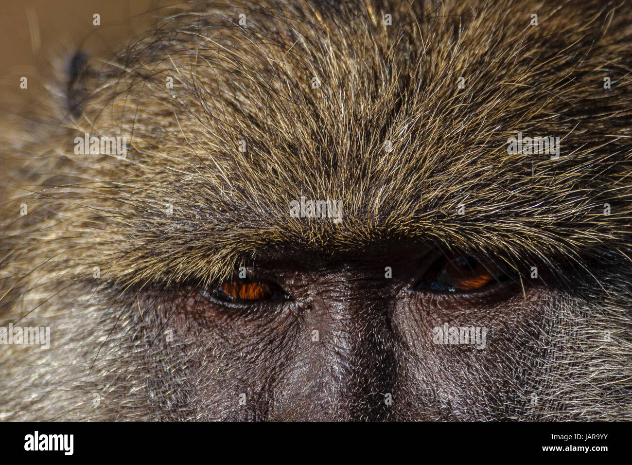 Bobbejaan hi-res stock photography and images - Alamy