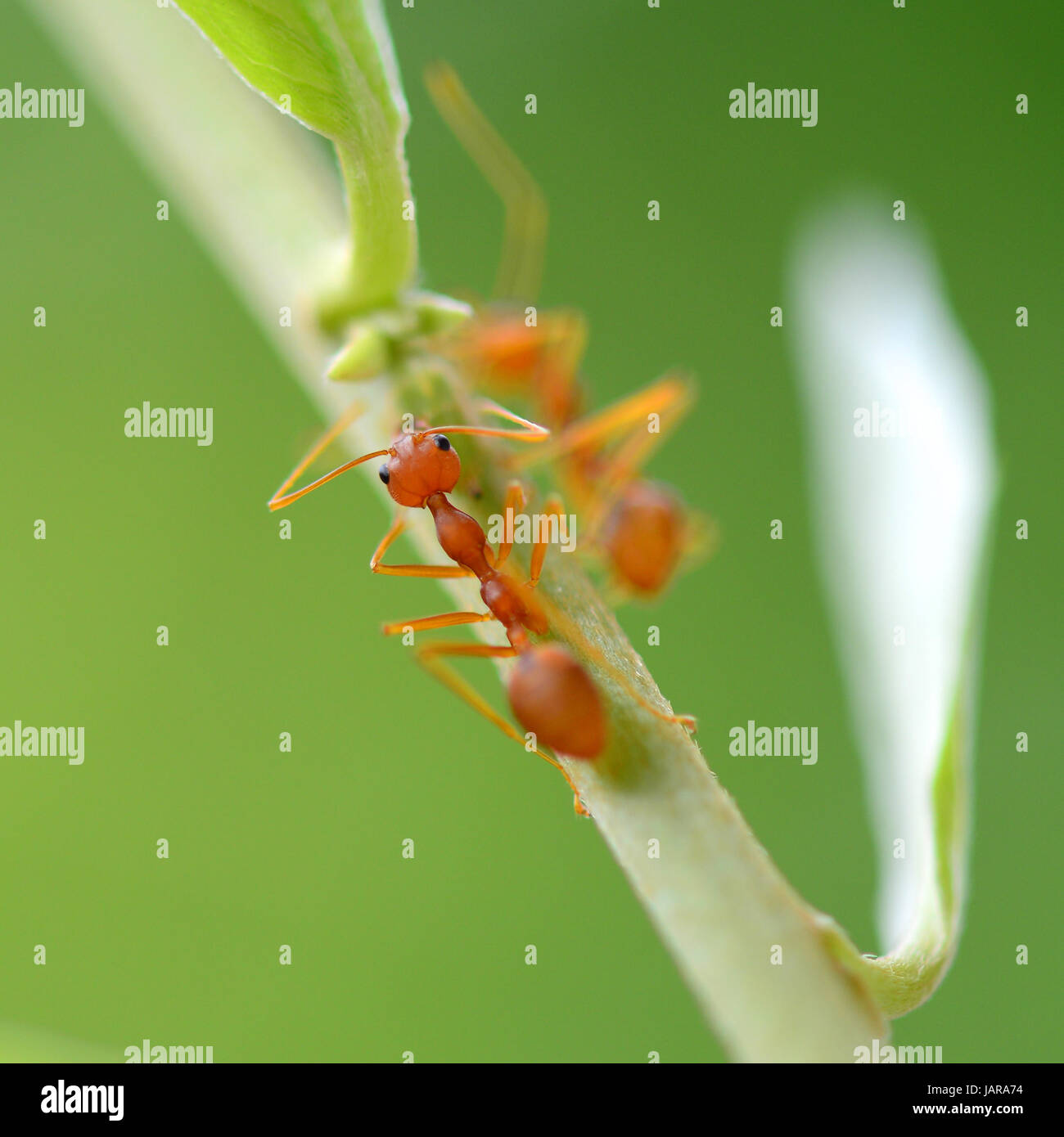 Red ant on tree hi-res stock photography and images - Alamy
