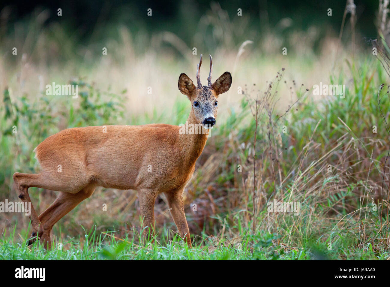 the buck deer in the wild,in the clearing Stock Photo - Alamy