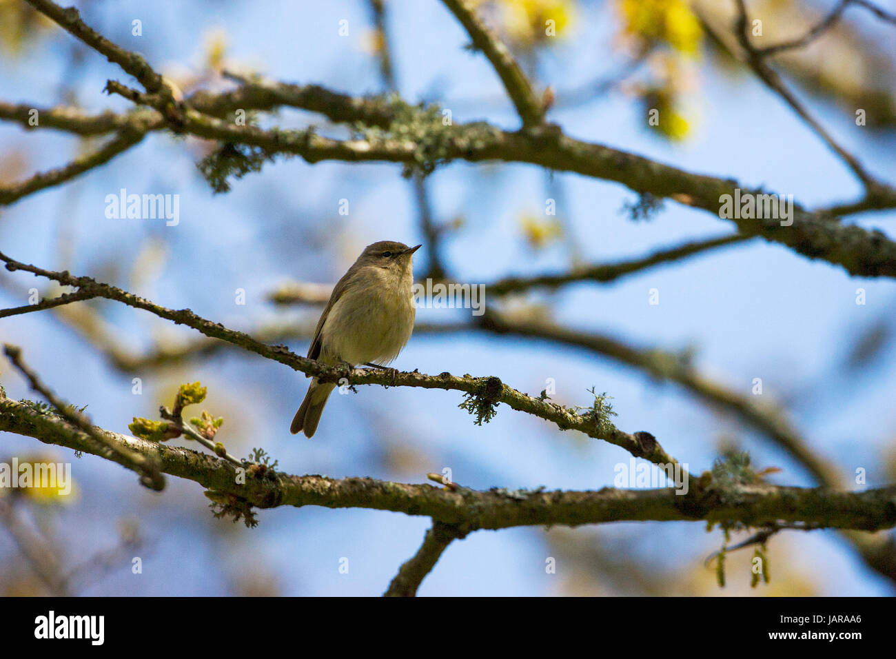 Chiffchaff Phylloscopus collybita perched in Pedunculate oak Quercus ...