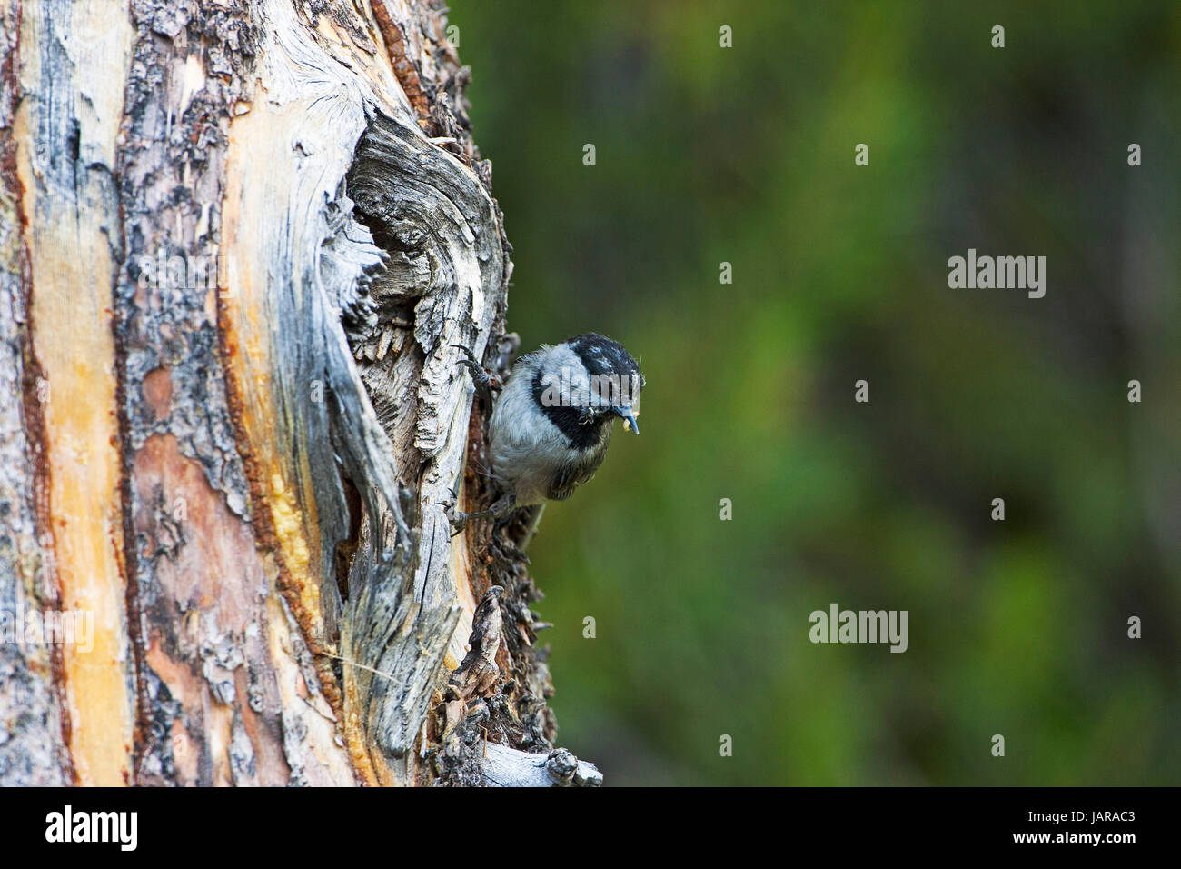 Mountain chickadee Poecile gambeli at nest Mouse Wilson Road Grand ...