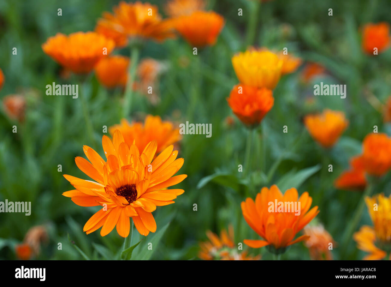 Marigold plant care hi-res stock photography and images - Alamy