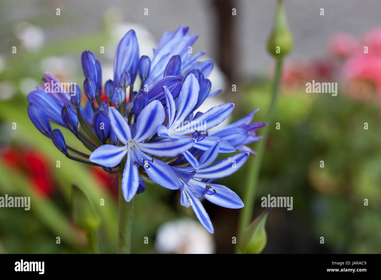 Pot lilies agapanthus hi-res stock photography and images - Alamy