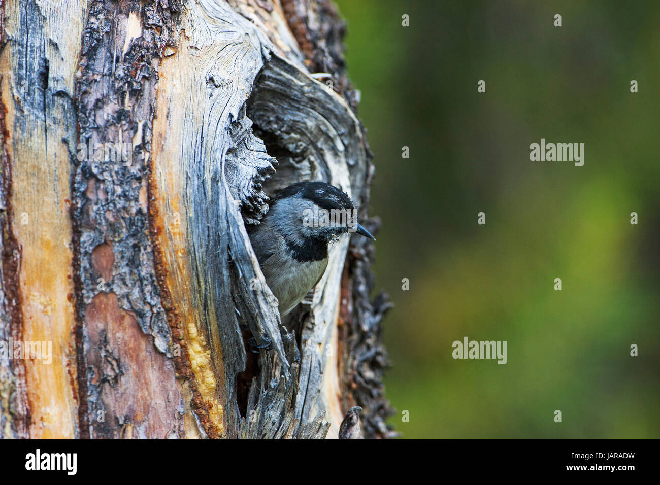 Mountain chickadee Poecile gambeli at nest Mouse Wilson Road Grand ...
