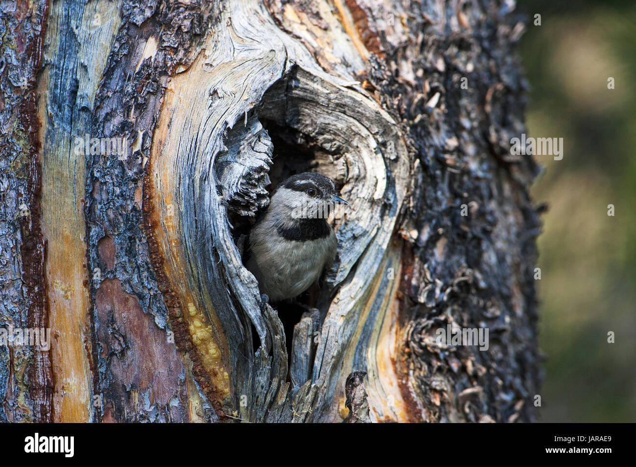 Chickadee Nest High Resolution Stock Photography and Images - Alamy