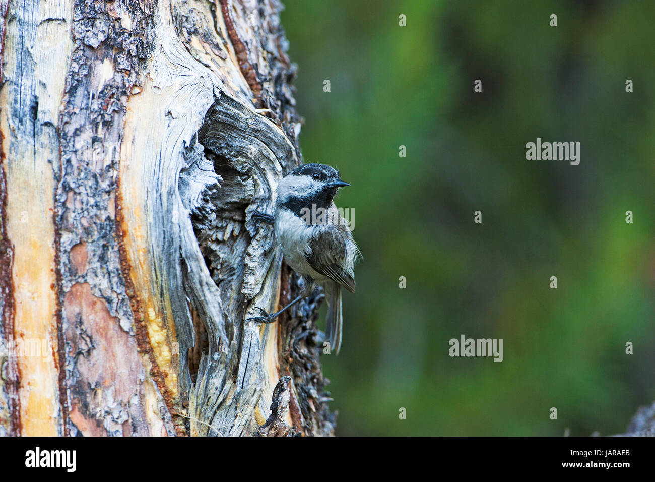 Mountain chickadee Poecile gambeli at nest Mouse Wilson Road Grand ...