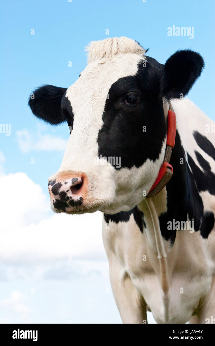 Holstein Cow in a grassland in northern of Germany Stock Photo - Alamy