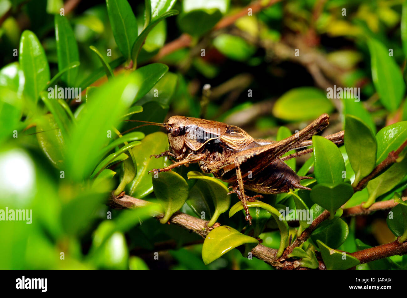 Shrub locust hi-res stock photography and images - Alamy