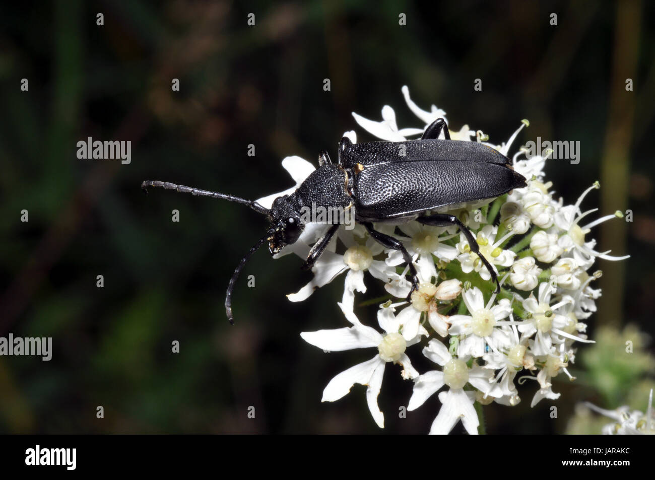 Leather beetles hi-res stock photography and images - Alamy