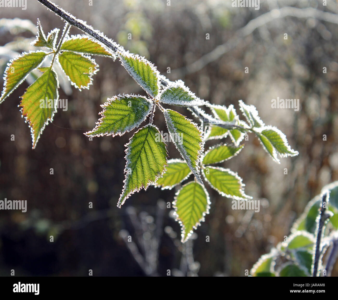 the first frost Stock Photo - Alamy