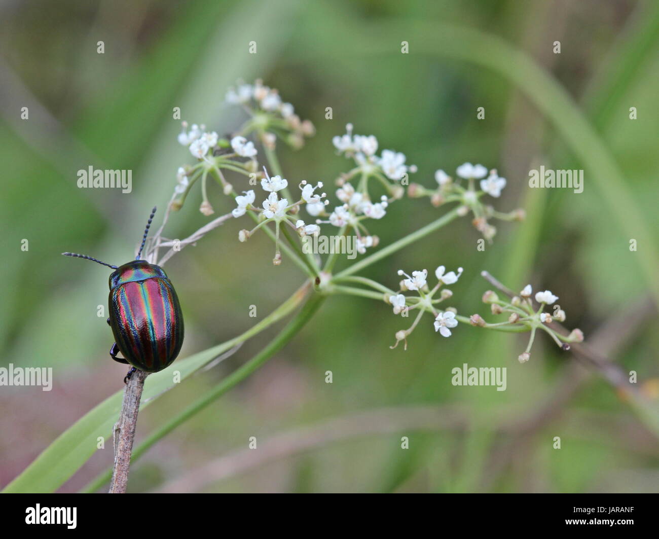 rainbow leaf beetle (chrysolina cerealis) on small burnet (pimpinella ...