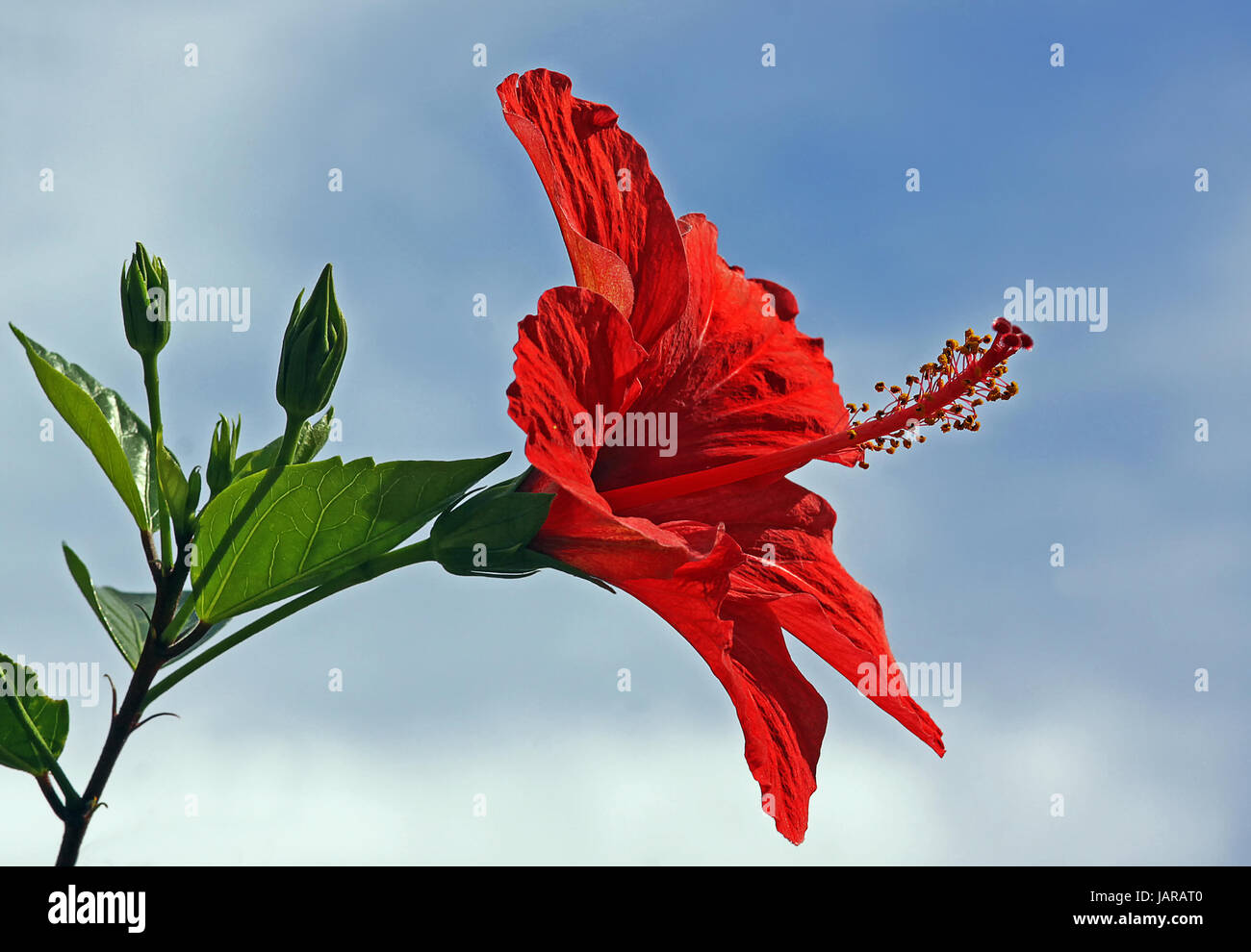 hibiscus pink sinensis haiti girl Stock Photo - Alamy