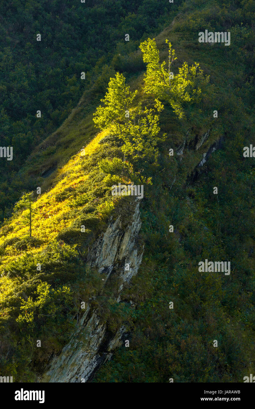 Baume am abgrund hi-res stock photography and images - Alamy