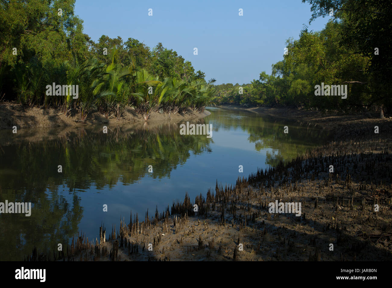 Sundarban Mangrove Forest High Resolution Stock Photography and Images ...