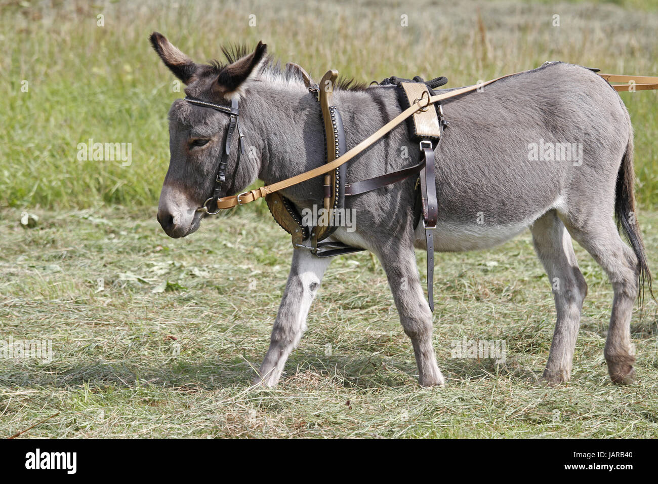 Esel arbeiten hi-res stock photography and images - Alamy