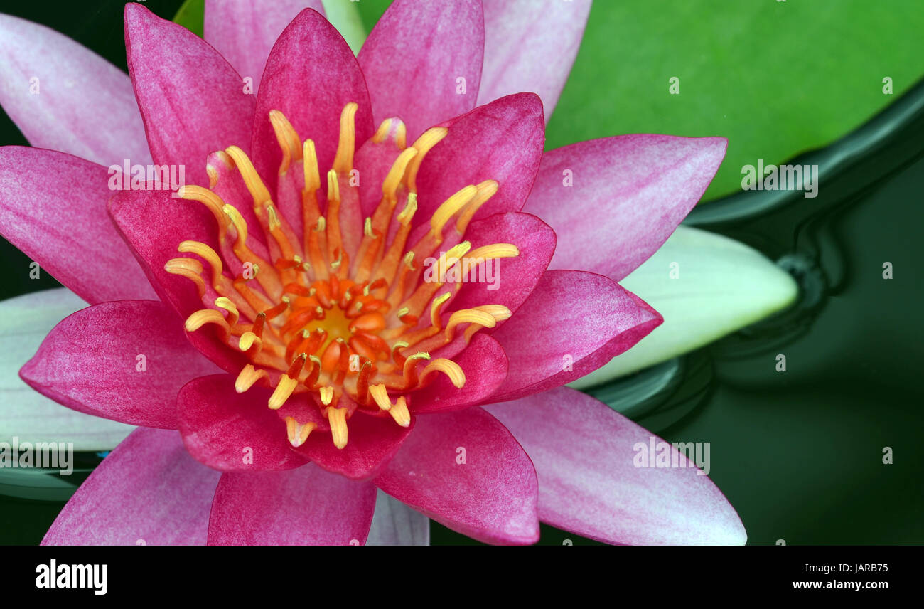 inflorescence of water lily Stock Photo - Alamy