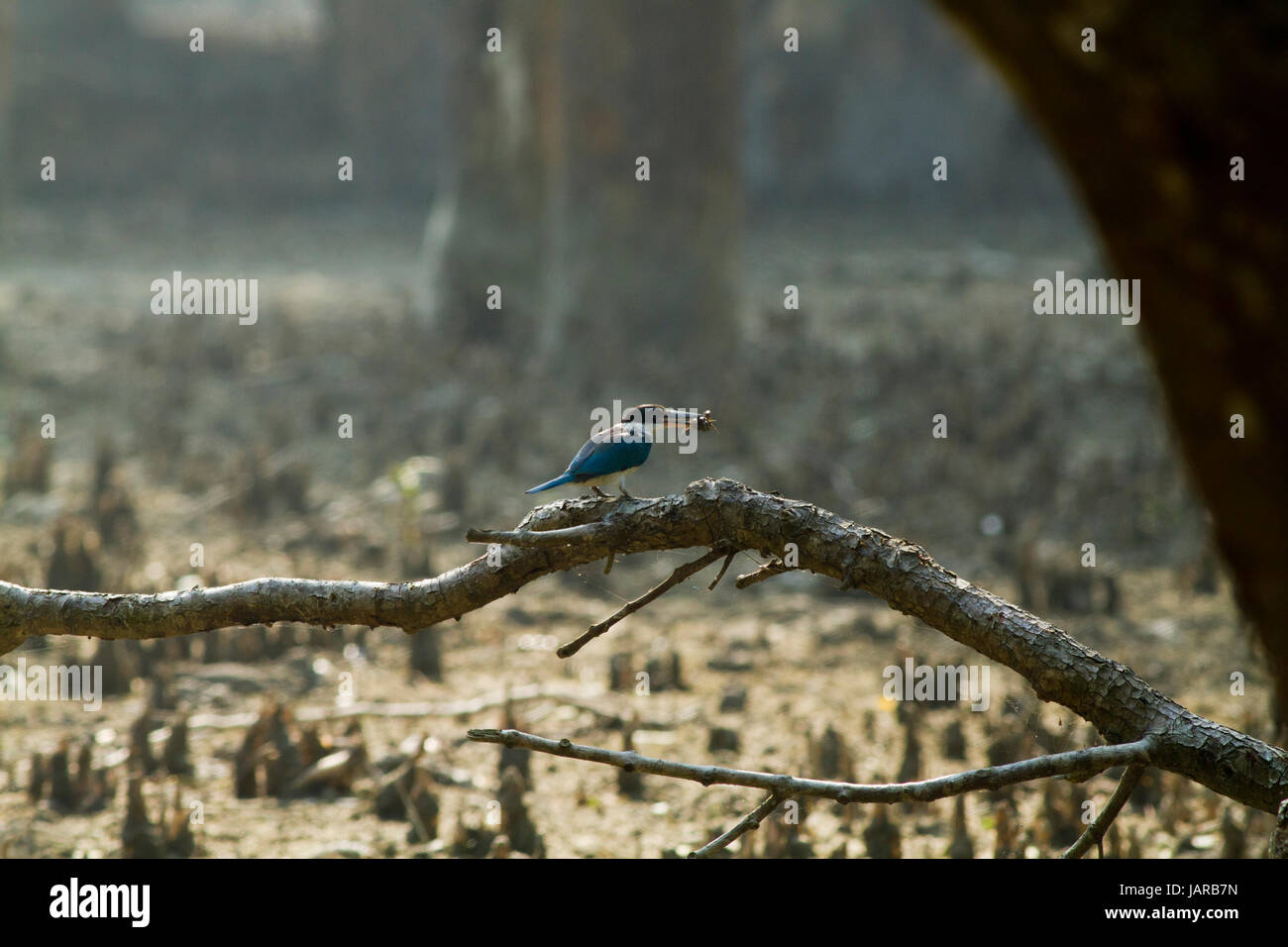 Shadaghar machranga hi-res stock photography and images - Alamy