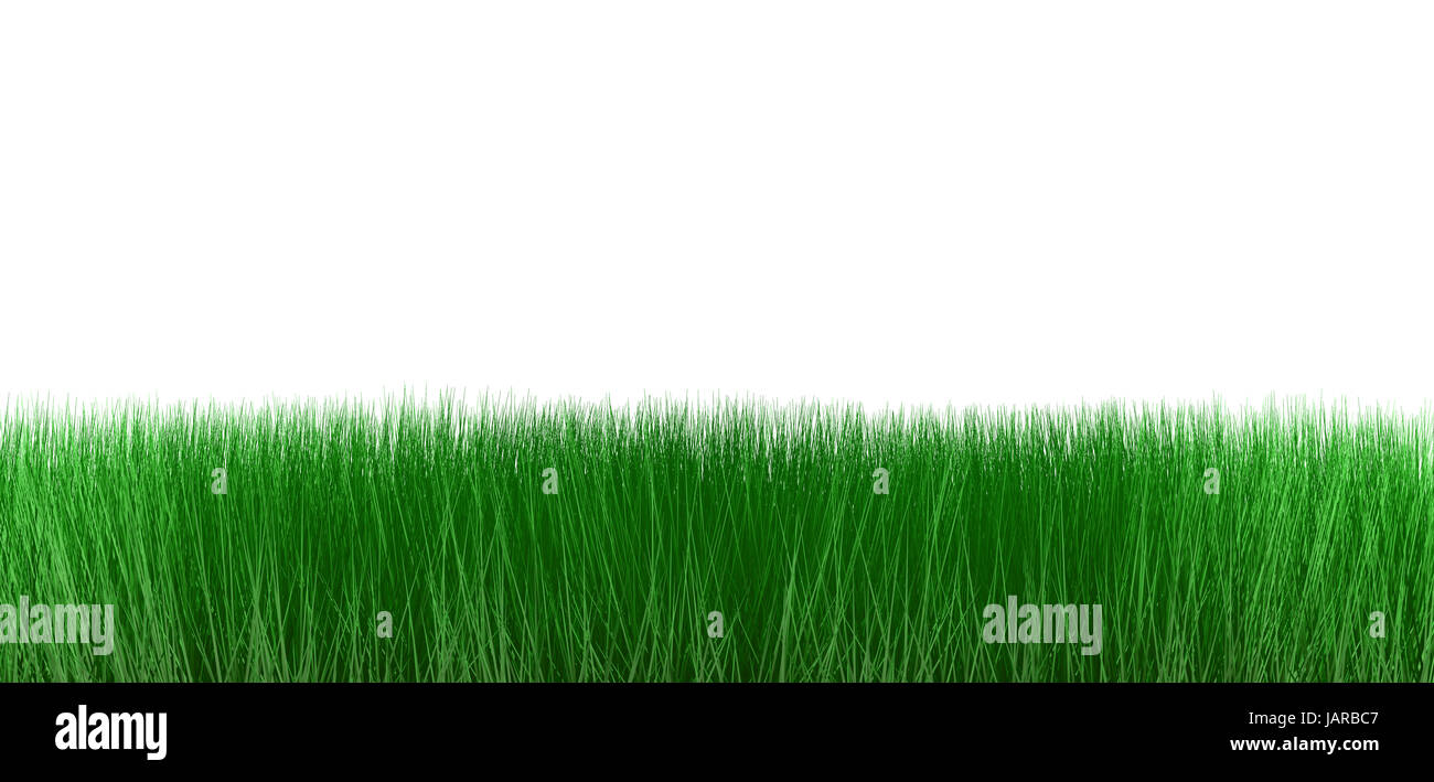 Grass isolated on white background Stock Photo - Alamy