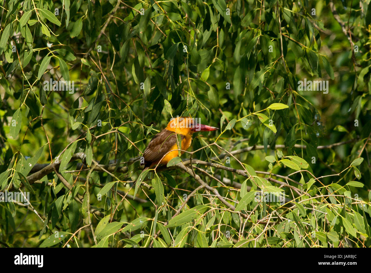 Brown-winged kingfisher locally called Khoirapakha Machranga at the ...