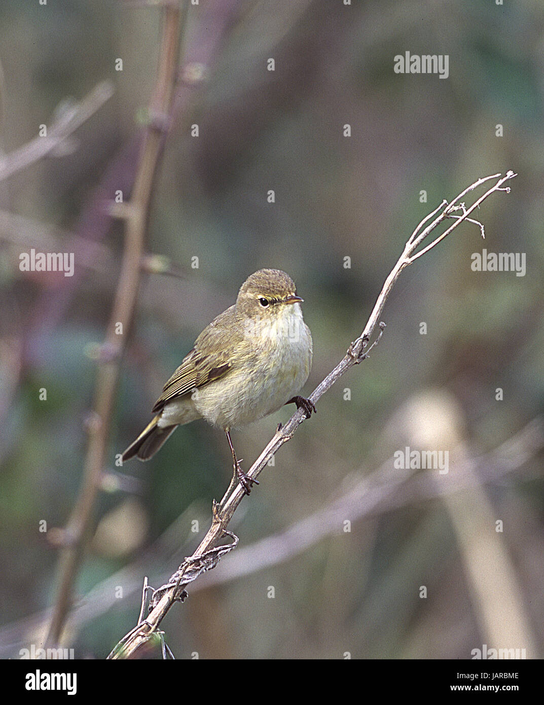 Common chiffchaff Phylloscopus collybita near Ringwood Hampshire ...