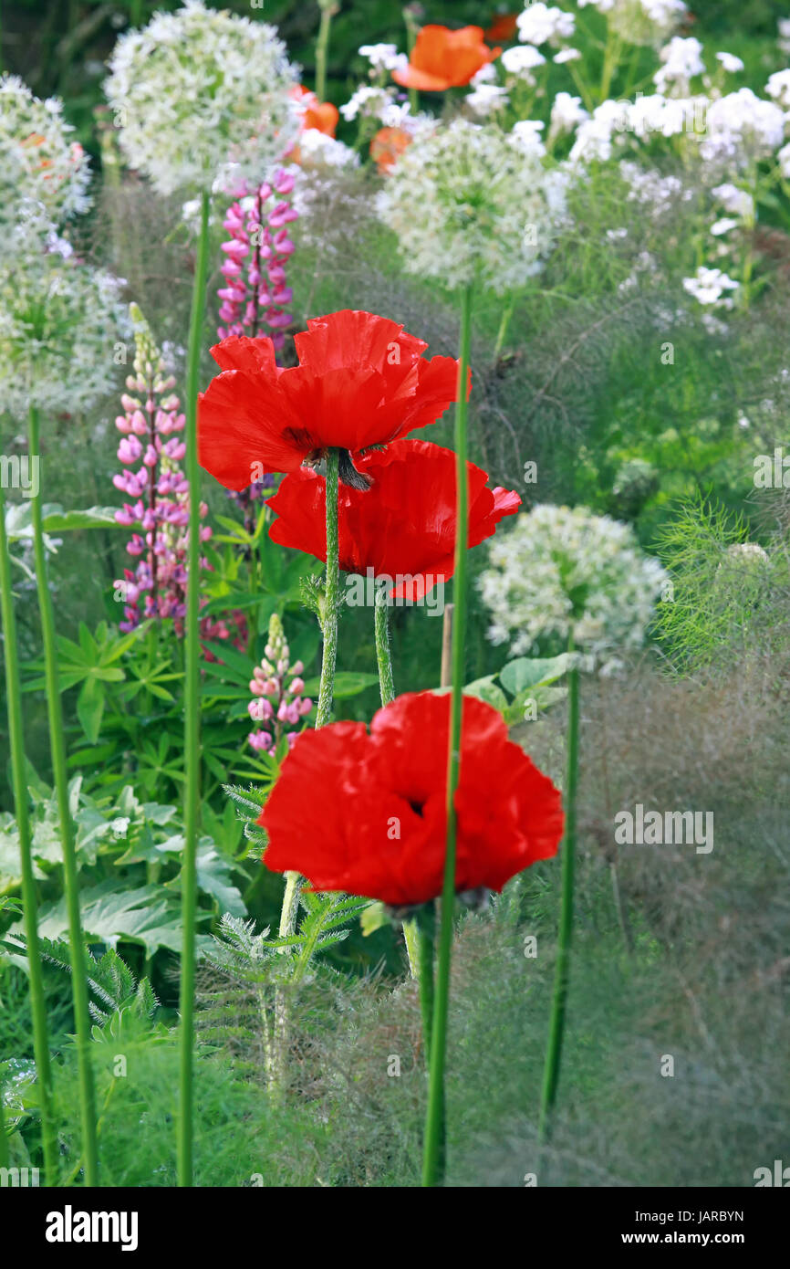 oriental poppy (mohn fire Stock Photo - Alamy