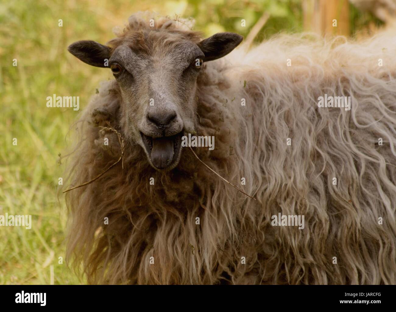 one female skuddenschaf Stock Photo - Alamy