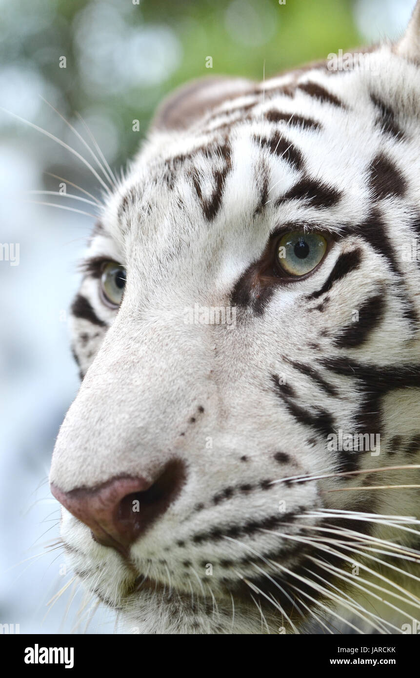 close up white bengal tiger face Stock Photo - Alamy