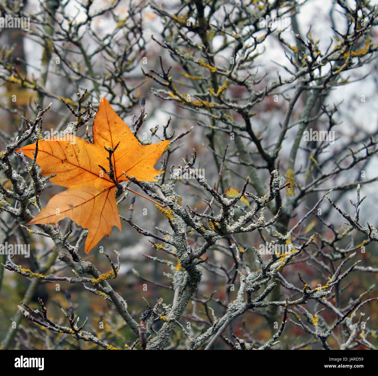 the last leaf Stock Photo - Alamy
