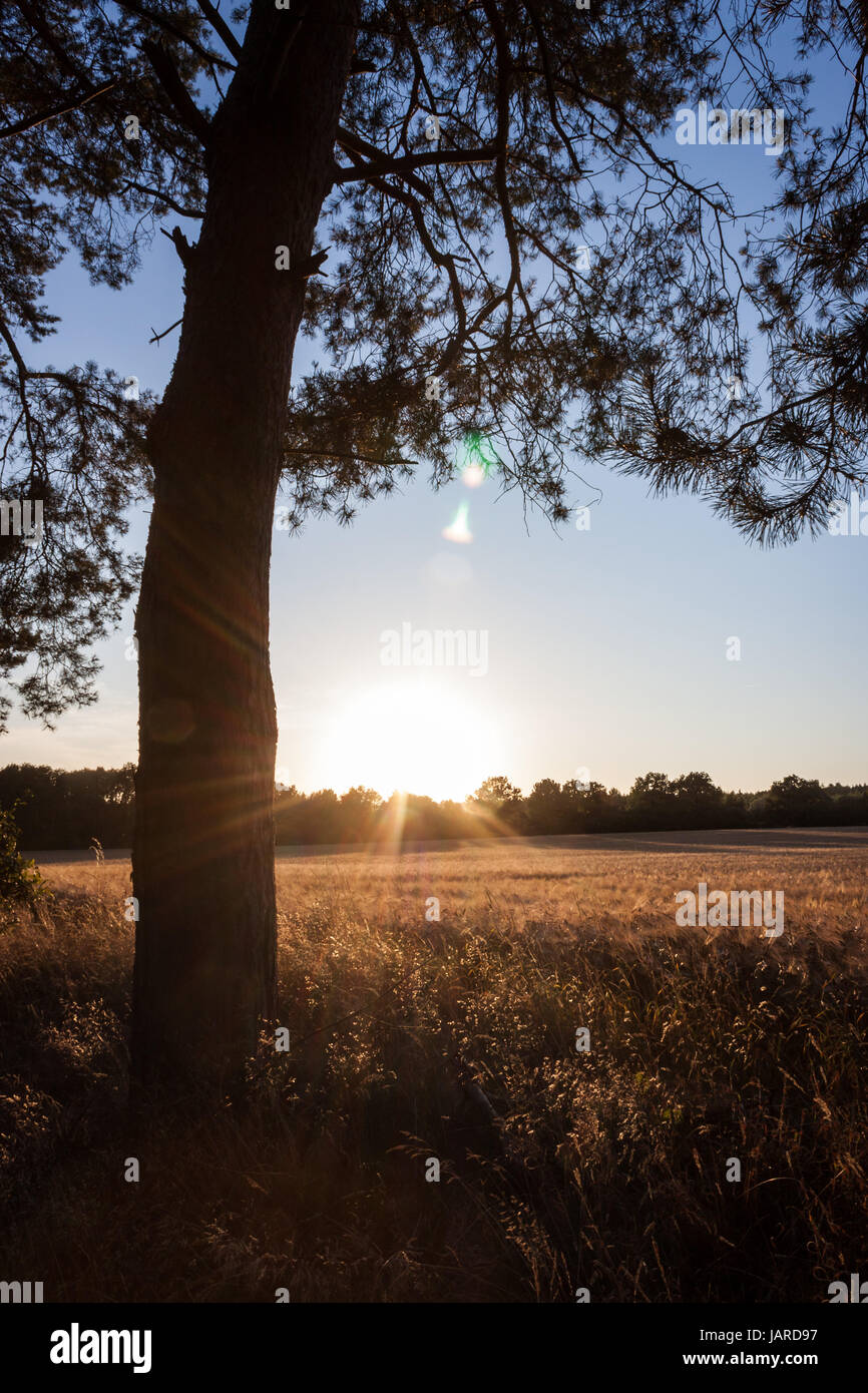trees on field Stock Photo - Alamy