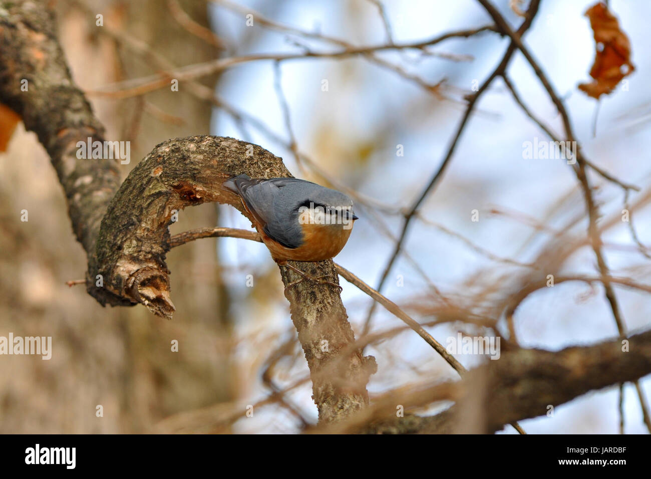 nuthatch in tree Stock Photo - Alamy