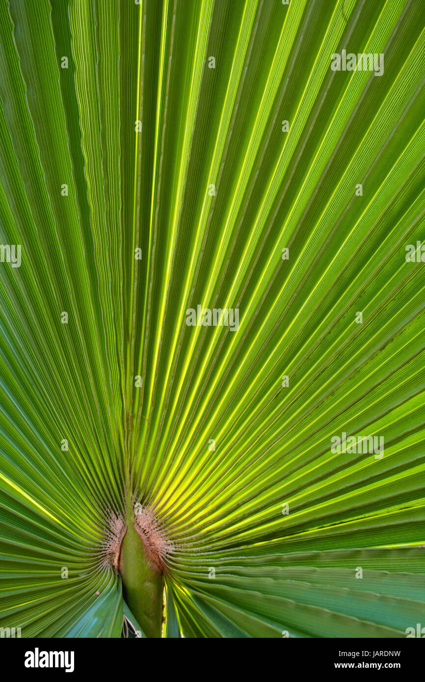 Palmen gardens hi-res stock photography and images - Alamy