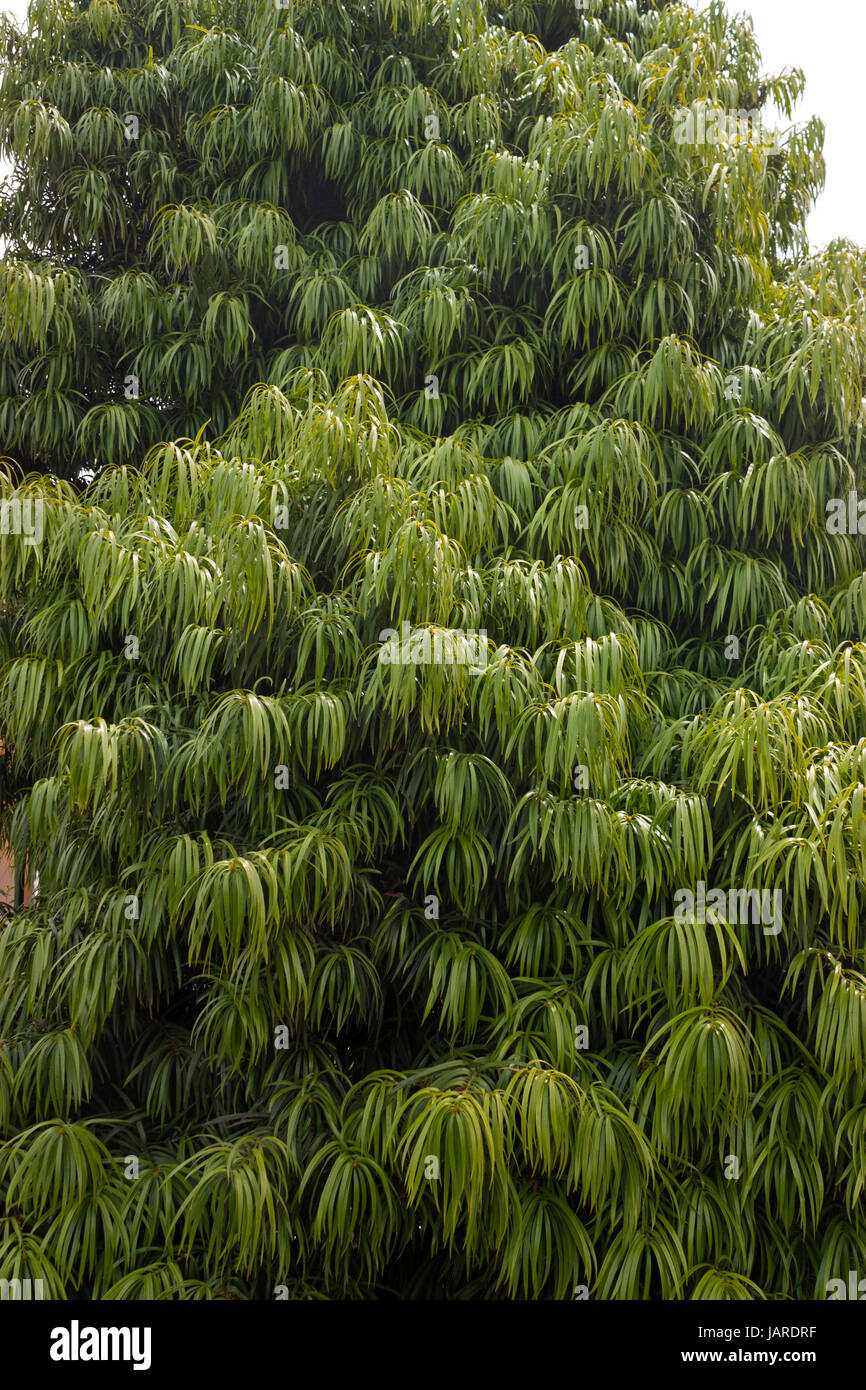 Beautiful green foliage hi-res stock photography and images - Alamy