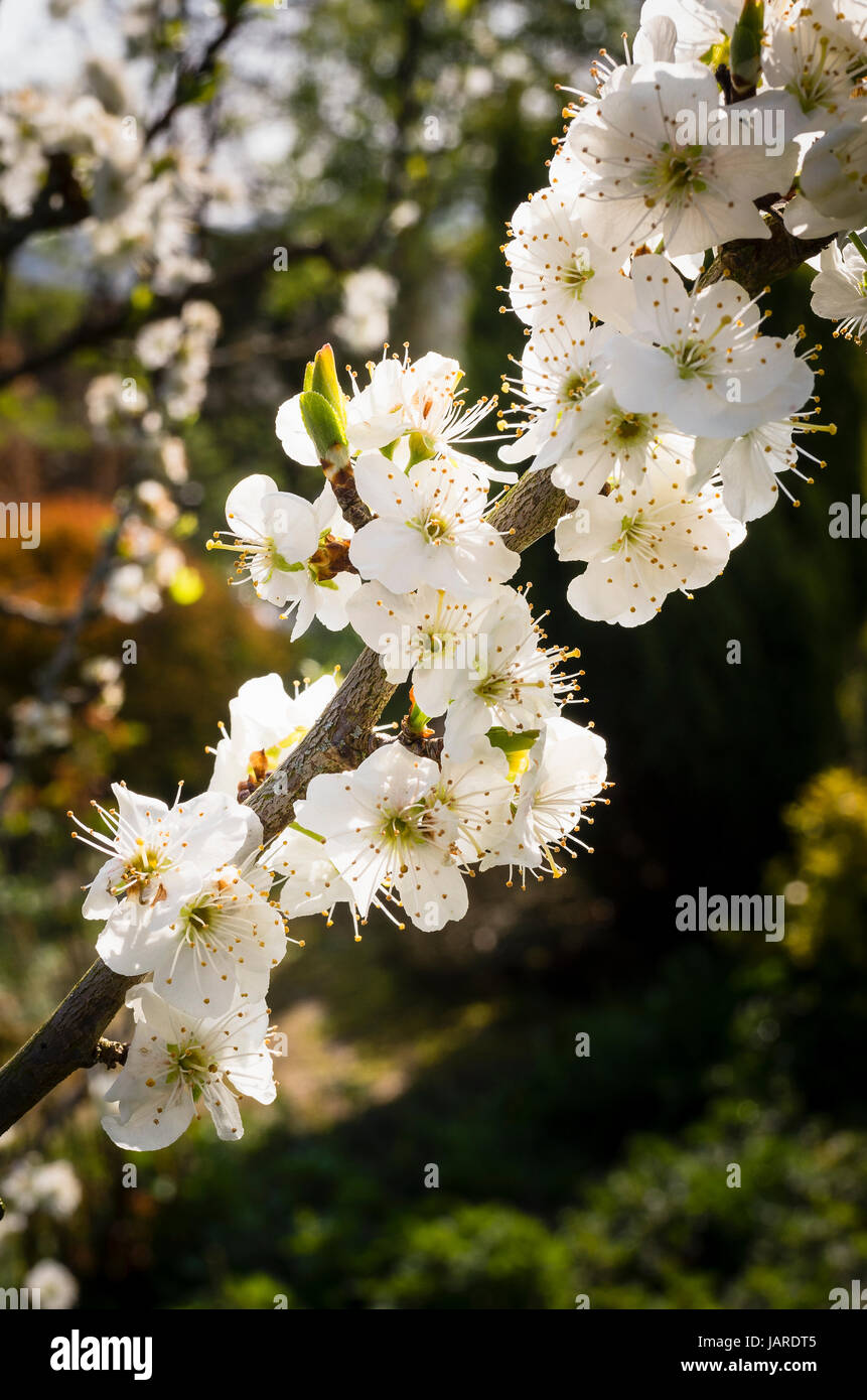 Jubilee flowers hi-res stock photography and images - Alamy